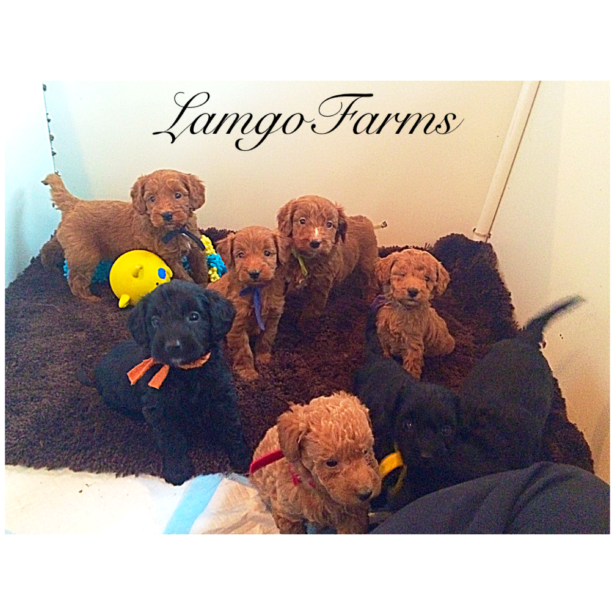 May pups.2 | Mini Goldendoodle Monthly