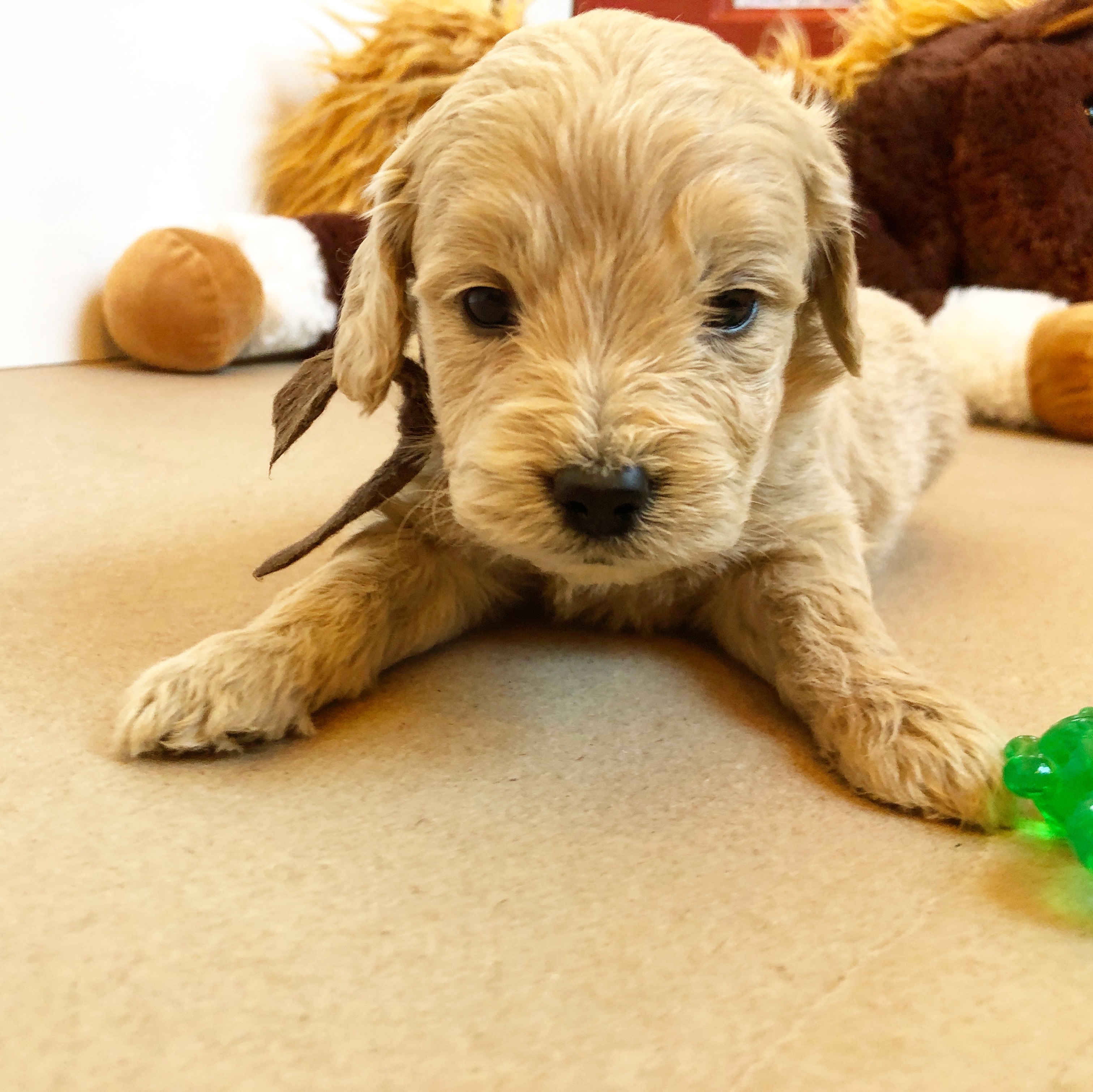 brown boy | Mini Goldendoodle Monthly
