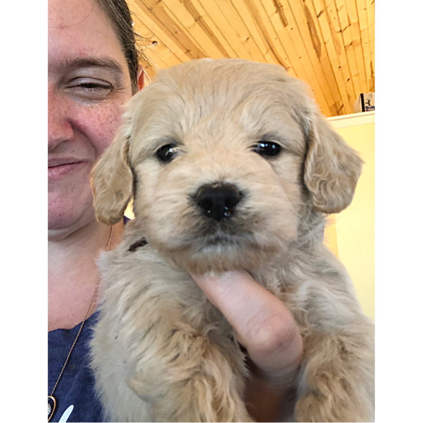 duke.2 | Mini Goldendoodle Monthly