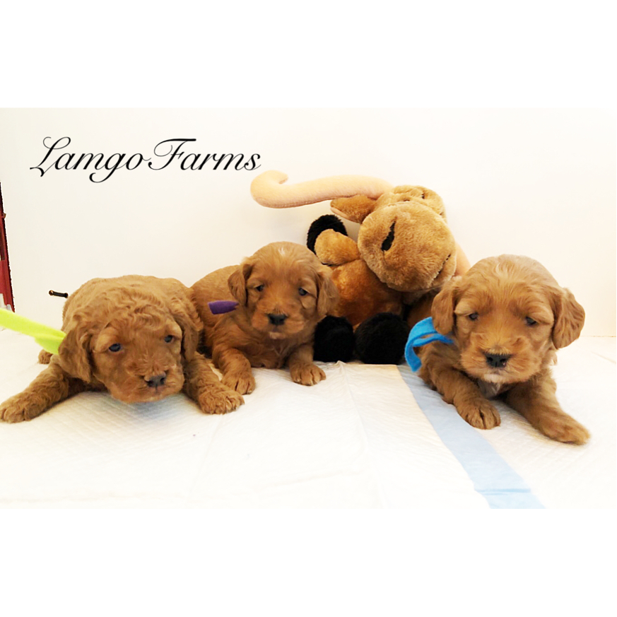 lilly pups.1 | Mini Goldendoodle Monthly