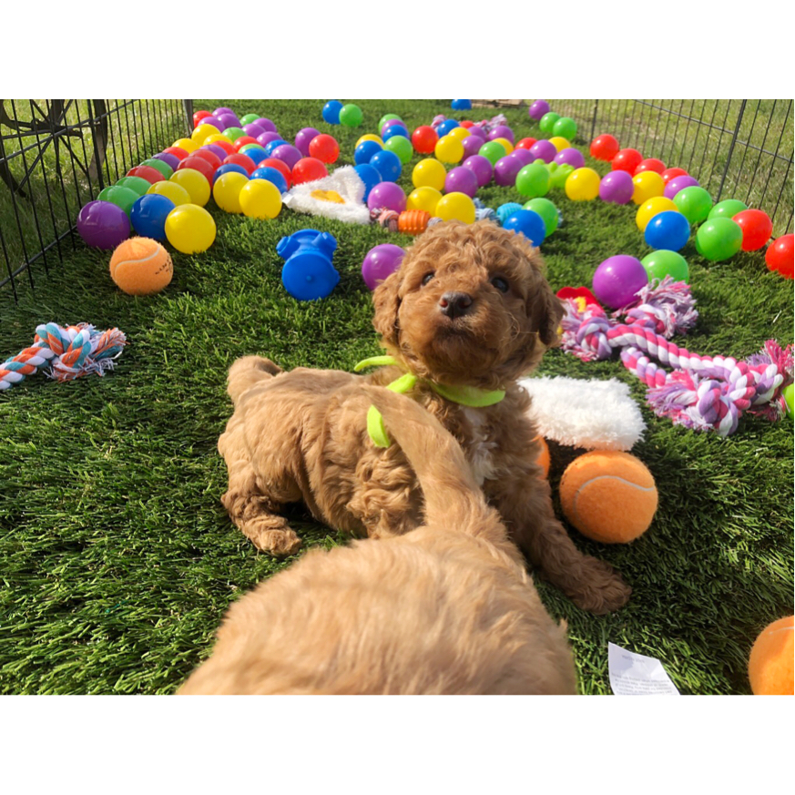 lillypups.2 | Mini Goldendoodle Monthly
