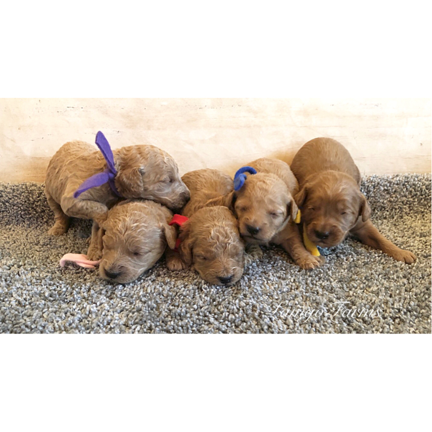 bostonpuos.4 | Mini Goldendoodle Monthly