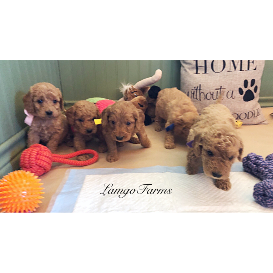 Boston pups.3 | Mini Goldendoodle Monthly