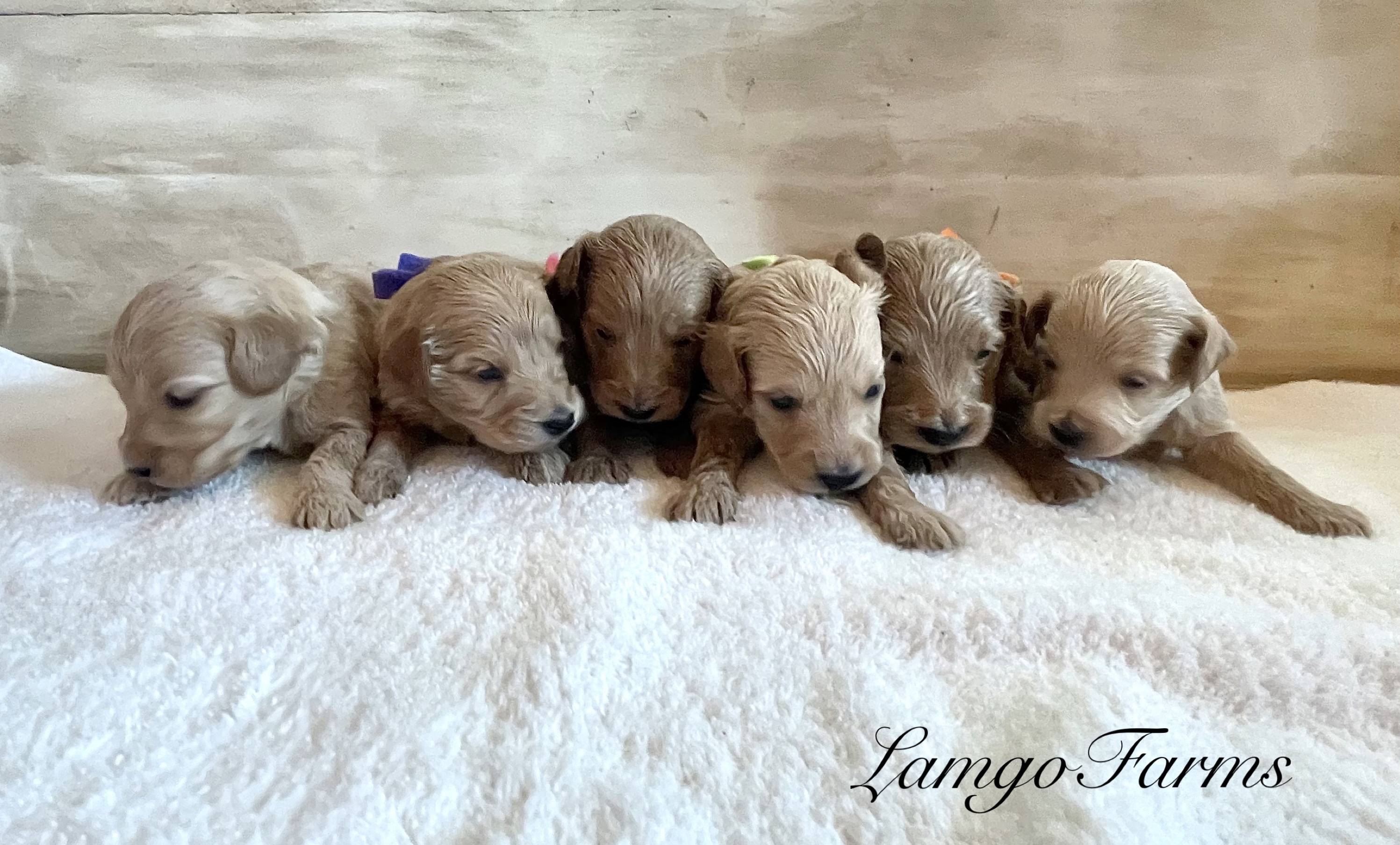 img_1128 | Mini Goldendoodle Monthly