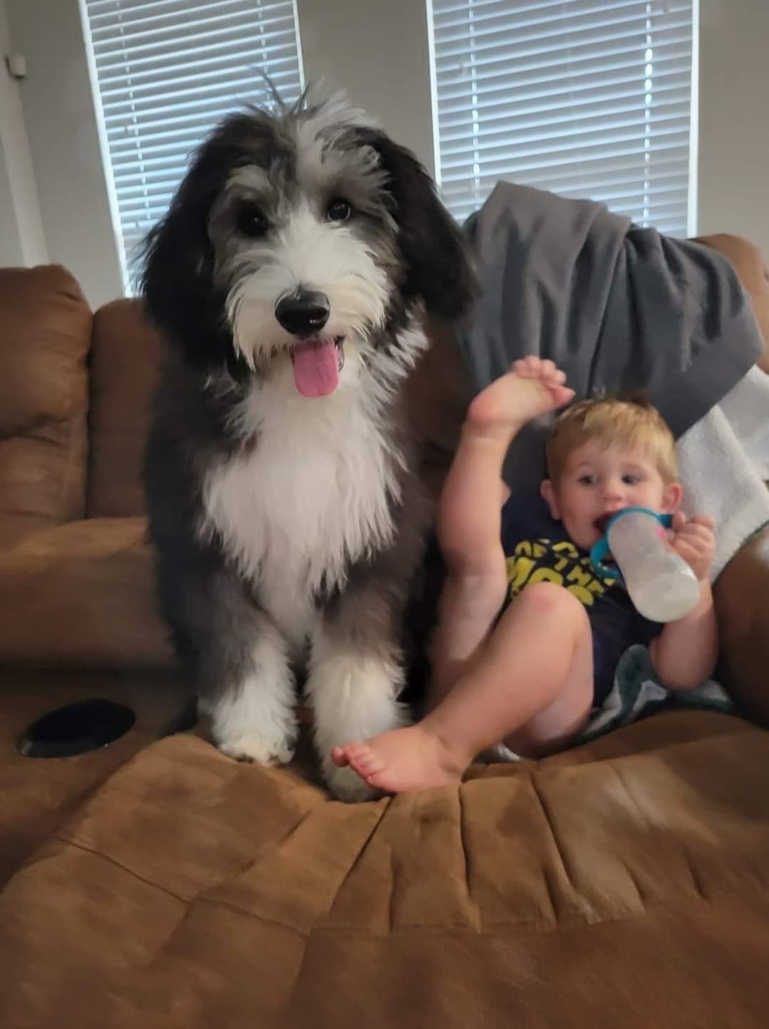 img_1191 | Mini Goldendoodle Monthly