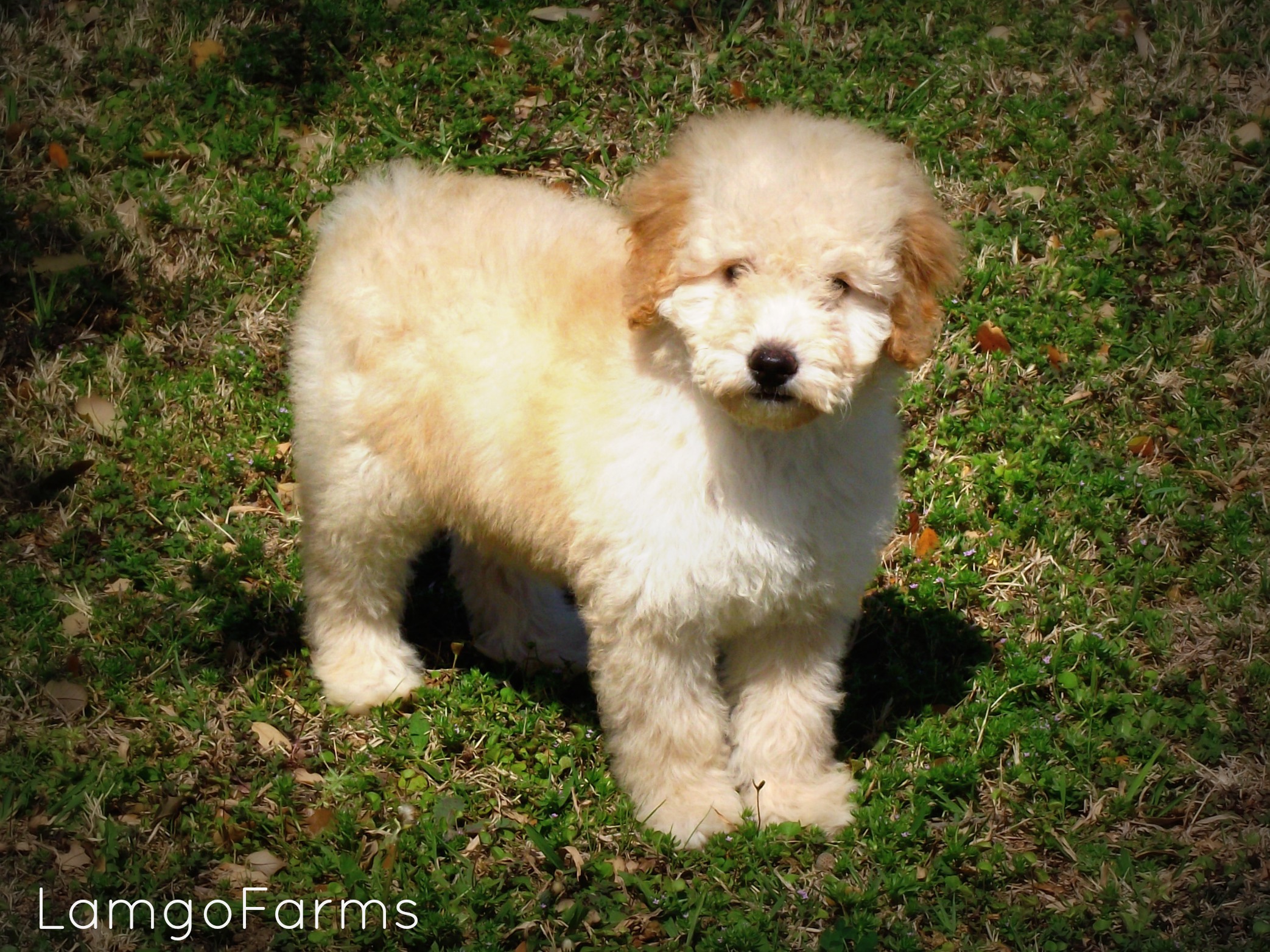 dukedaphnegirl.1 | Mini Goldendoodle Monthly