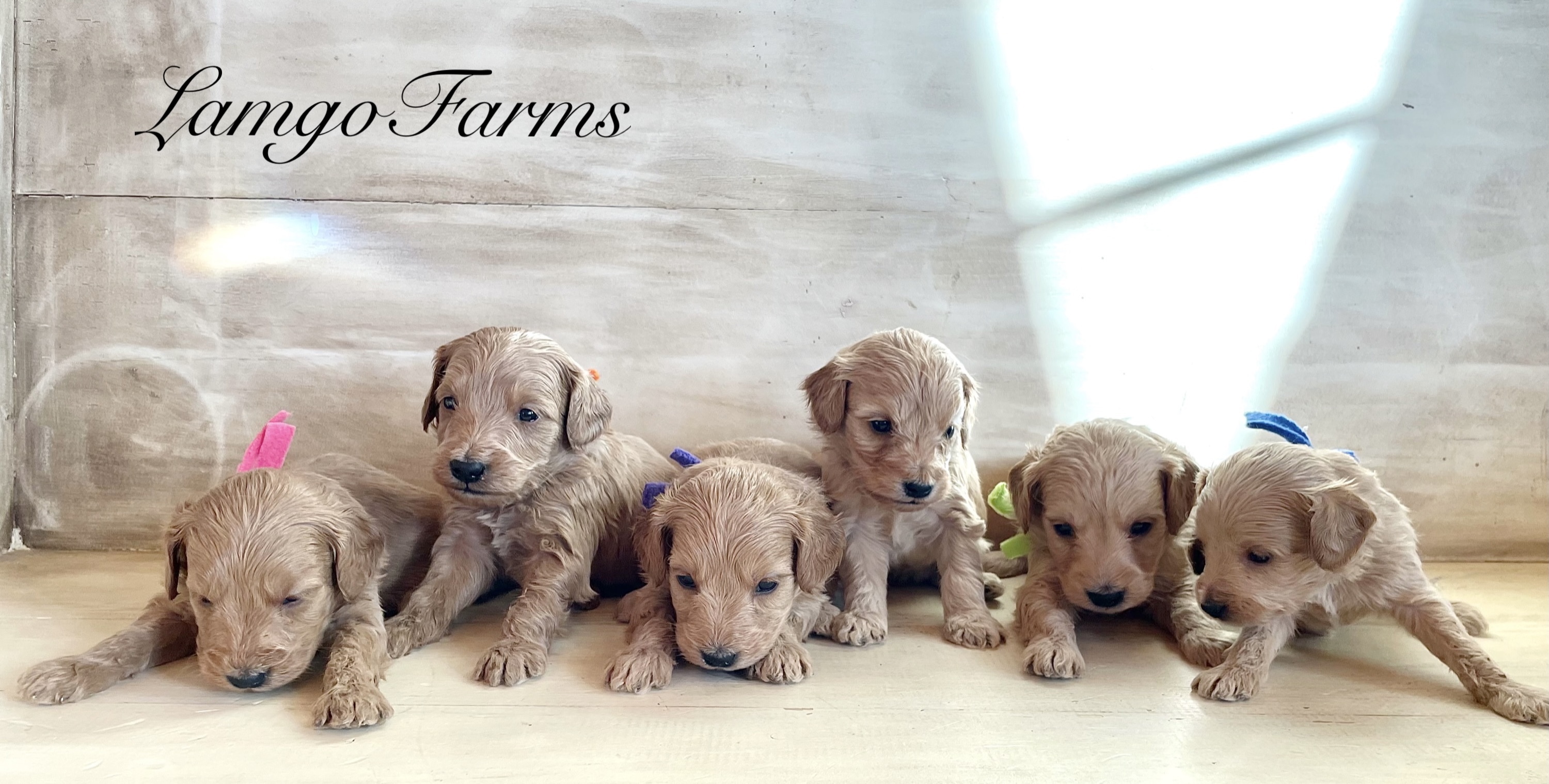 img_1877 | Mini Goldendoodle Monthly