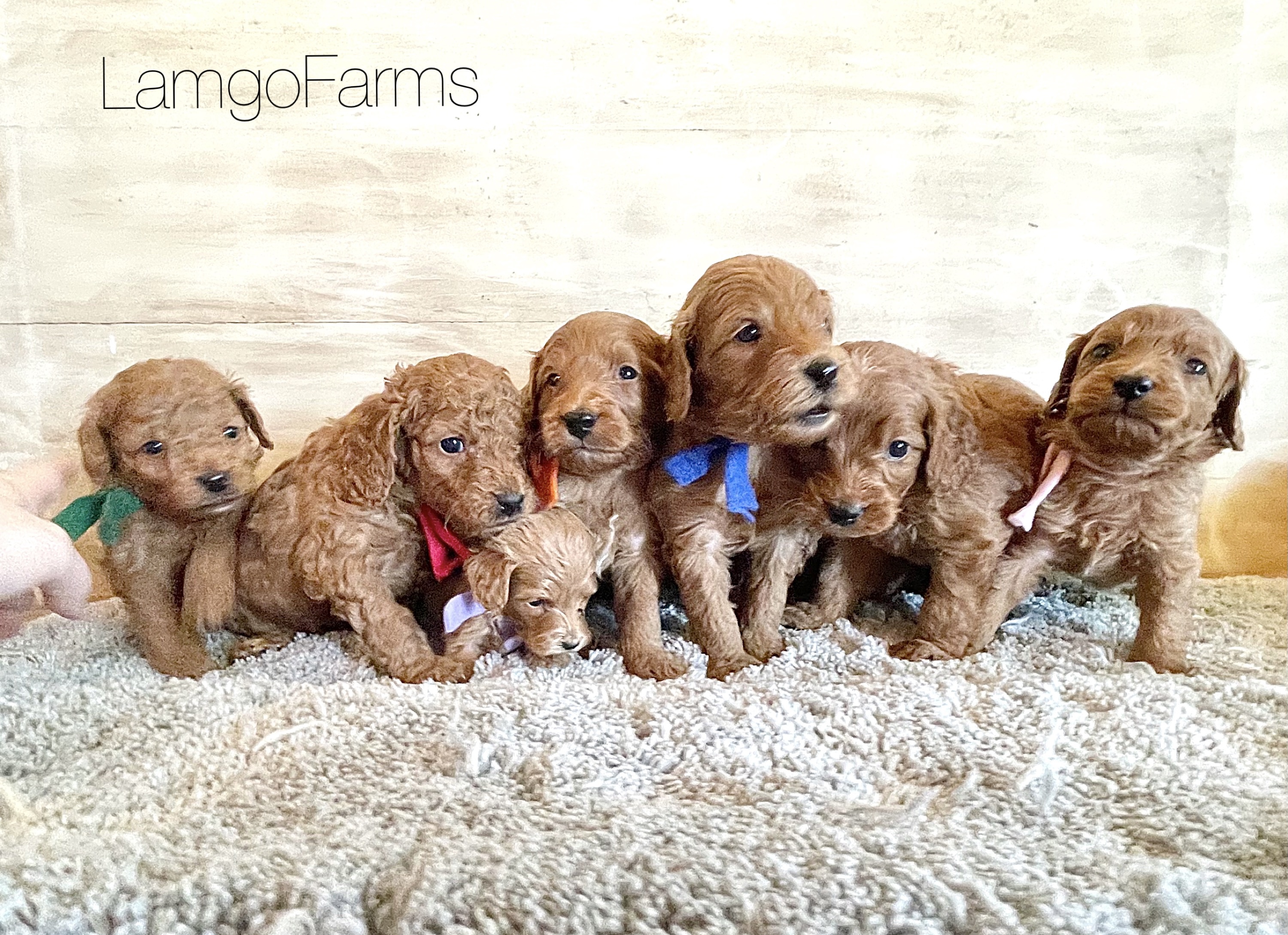 img_2482 | Mini Goldendoodle Monthly