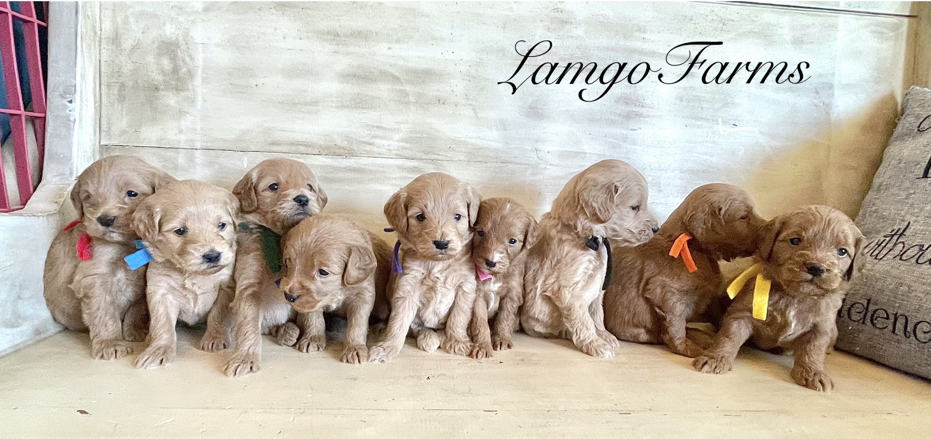img_2493 | Mini Goldendoodle Monthly